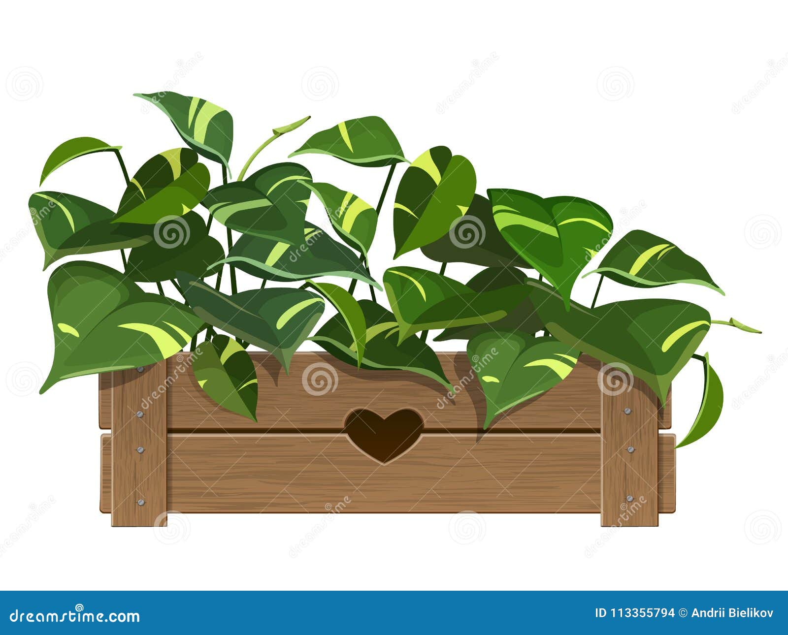 Golden Pothos Plant Vector Illustration Drawing | CartoonDealer.com ...