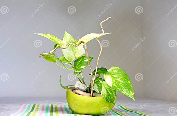 A Golden Pothos Planted in a Shell of Citrus Sweety Fruit Stock Photo ...