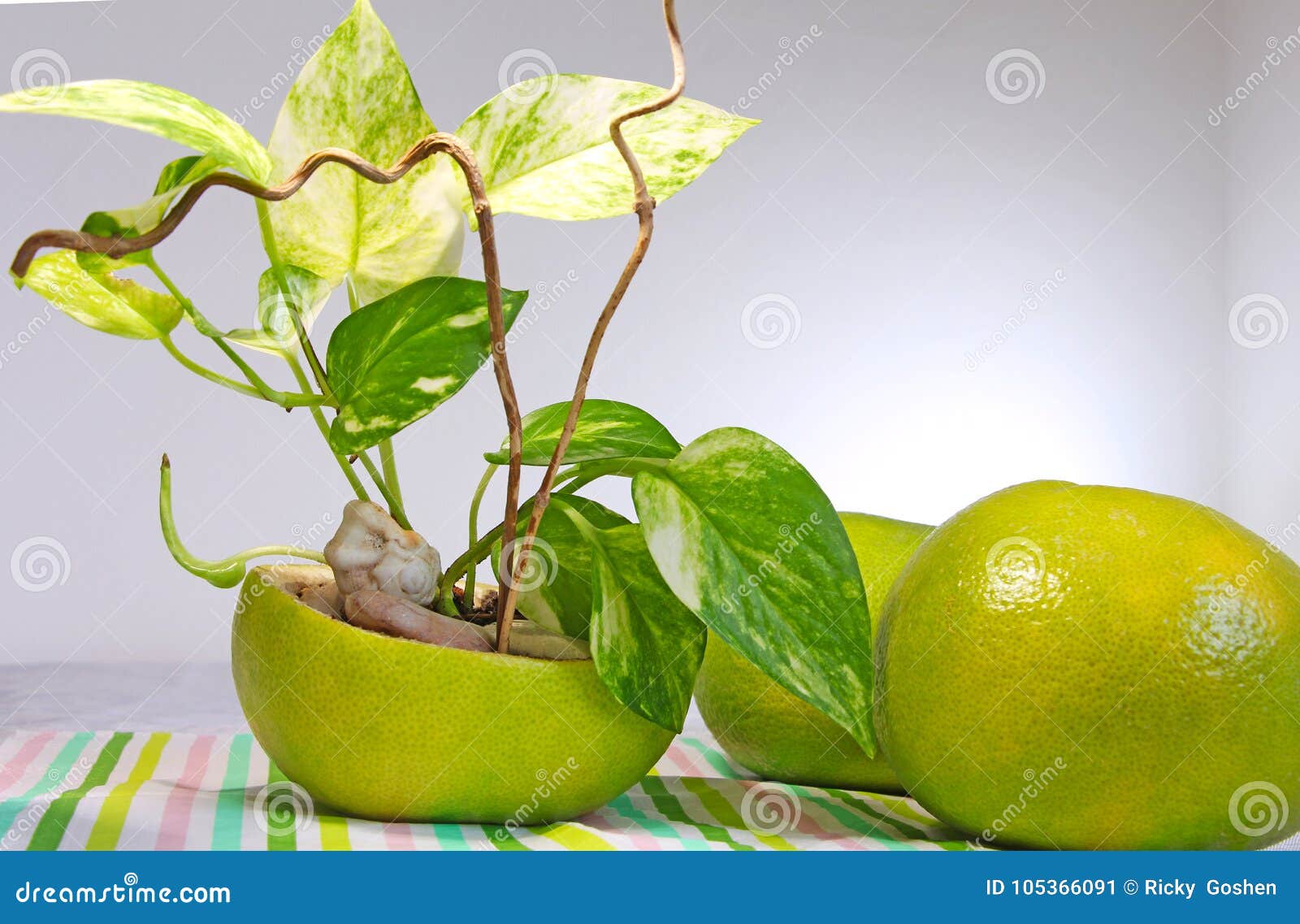 A Golden Pothos Planted in a Shell of Citrus Sweety Fruit. Stock Image ...