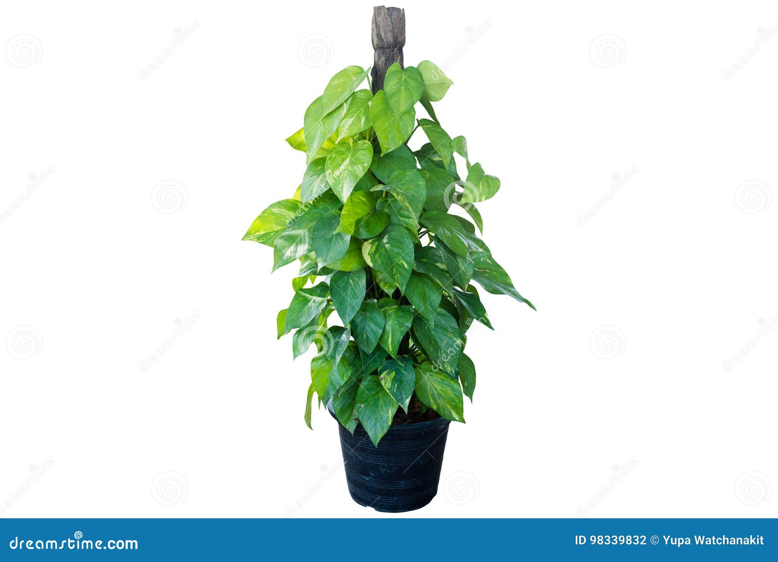 Golden Pothos in Pot Isolated Stock Photo - Image of bright, backdrop ...
