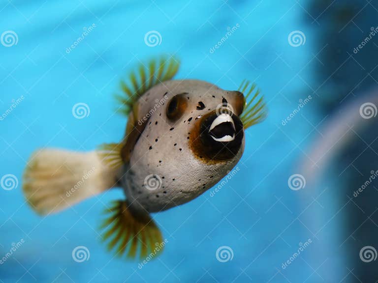 Golden puffer fish stock image. Image of yellow, nature - 11839685