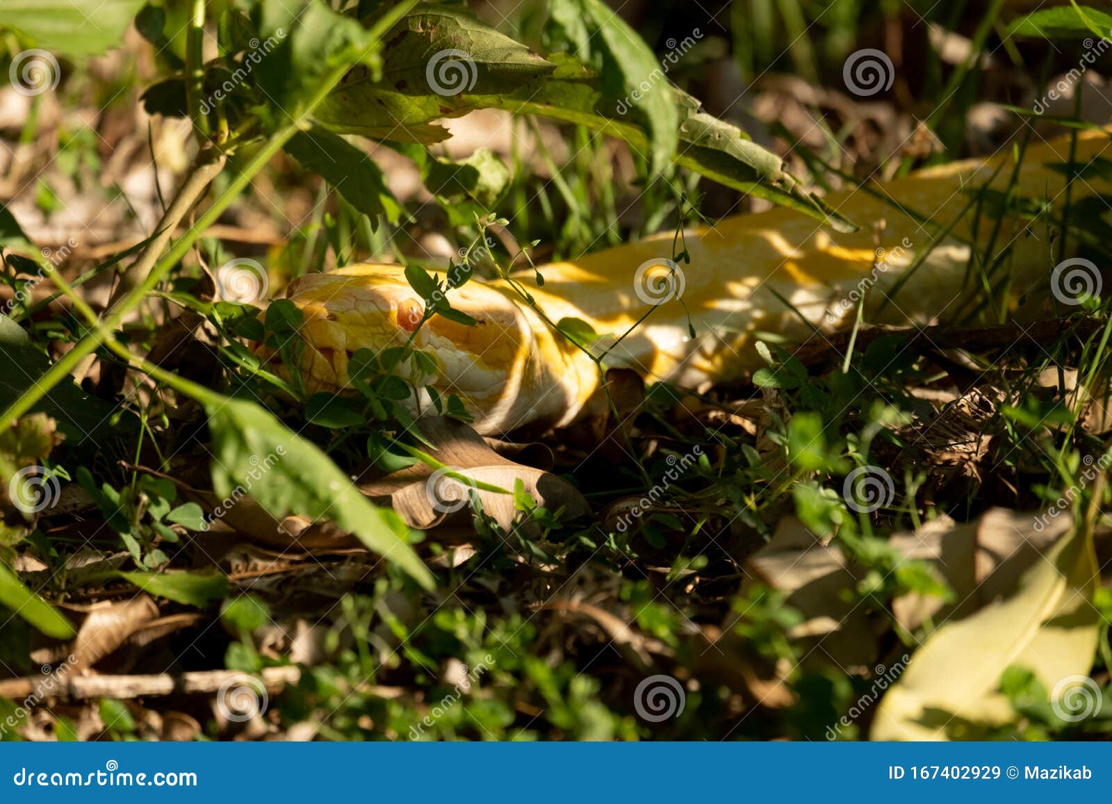 Golden Python stock image. Image of color, forest, natural - 167402929