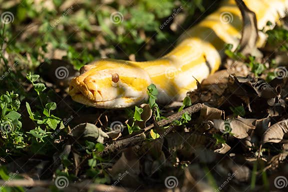 Golden Python stock image. Image of gold, large, predator - 167402963