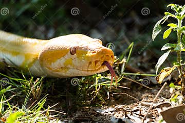 Golden Python stock image. Image of curve, gold, color - 167403197