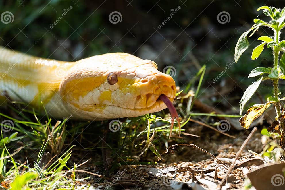 Golden Python stock image. Image of curve, gold, color - 167403197