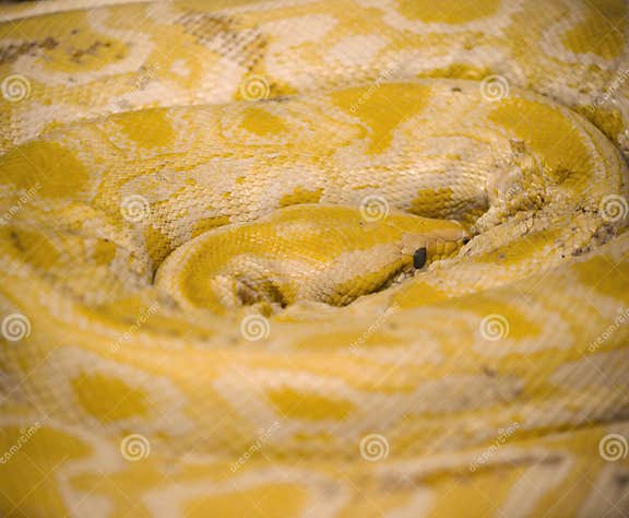 Golden python stock photo. Image of eyes, hood, reprersents - 35554518
