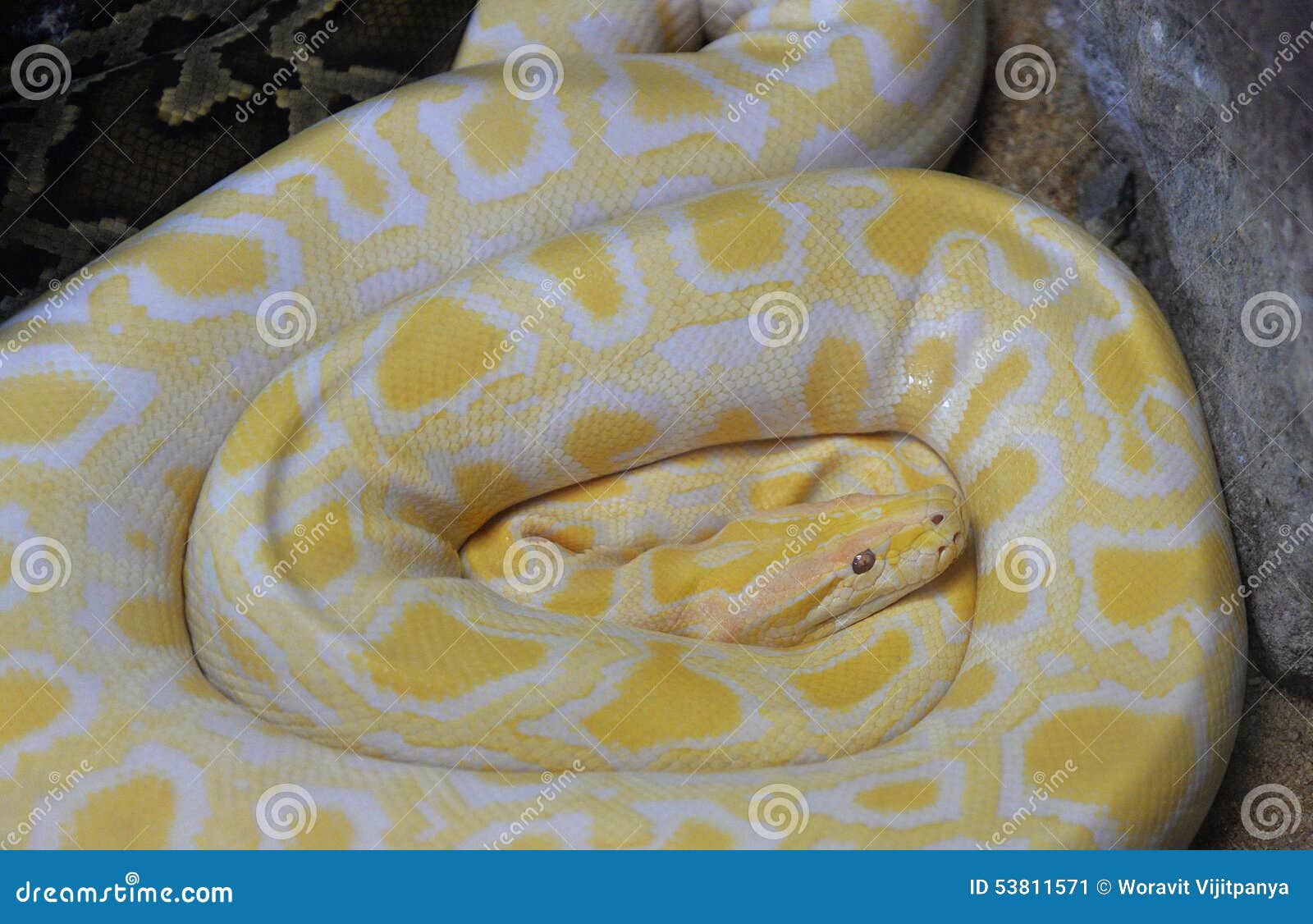 Golden python stock image. Image of lying, black, reptile - 53811571