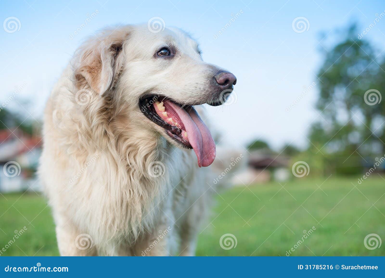 Golden Rabrdor Retriver Portrait Stock Photo - Image of retriver, puppy ...