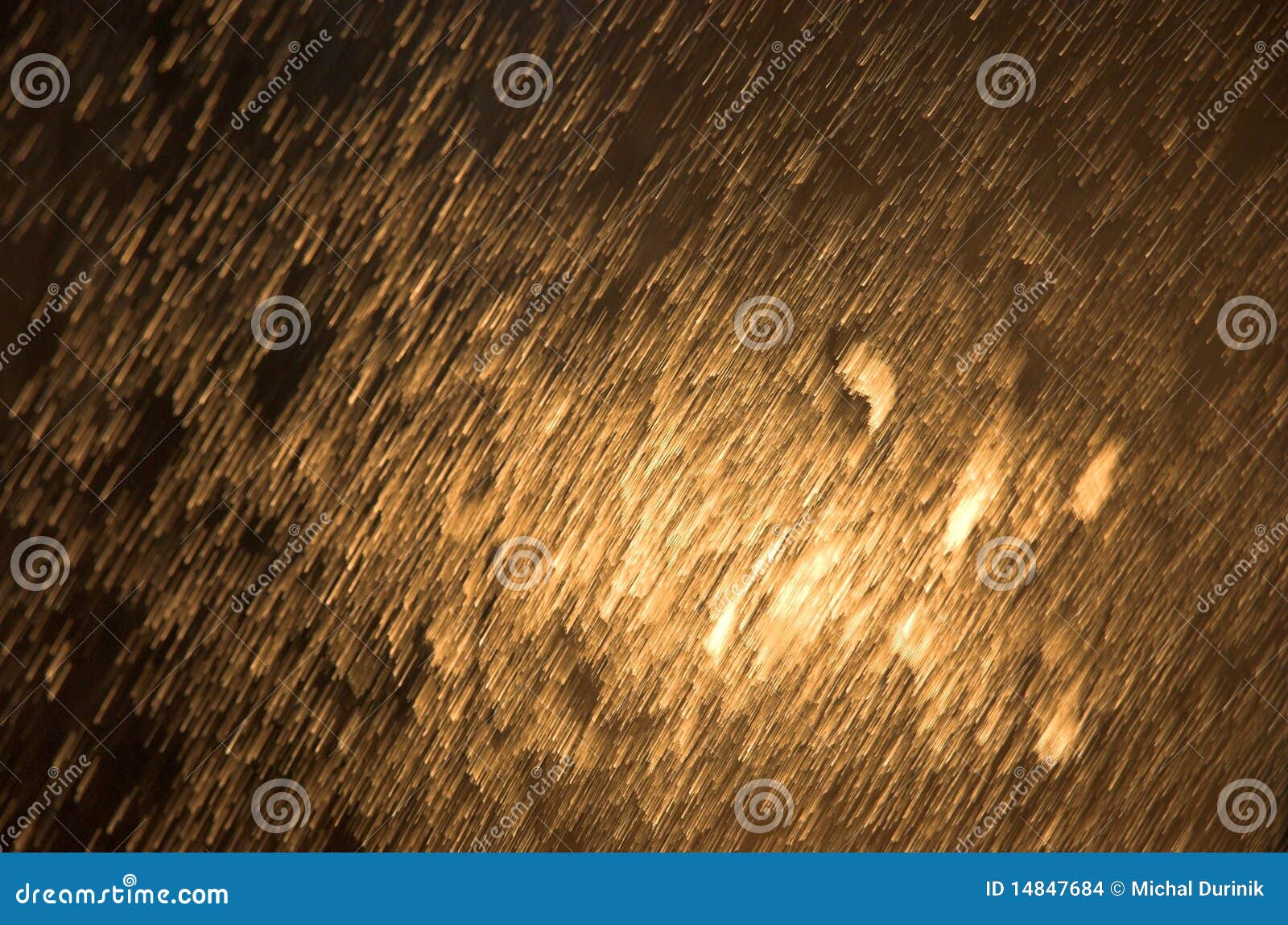 Golden Rain Tree Stock Photo | CartoonDealer.com #6550962