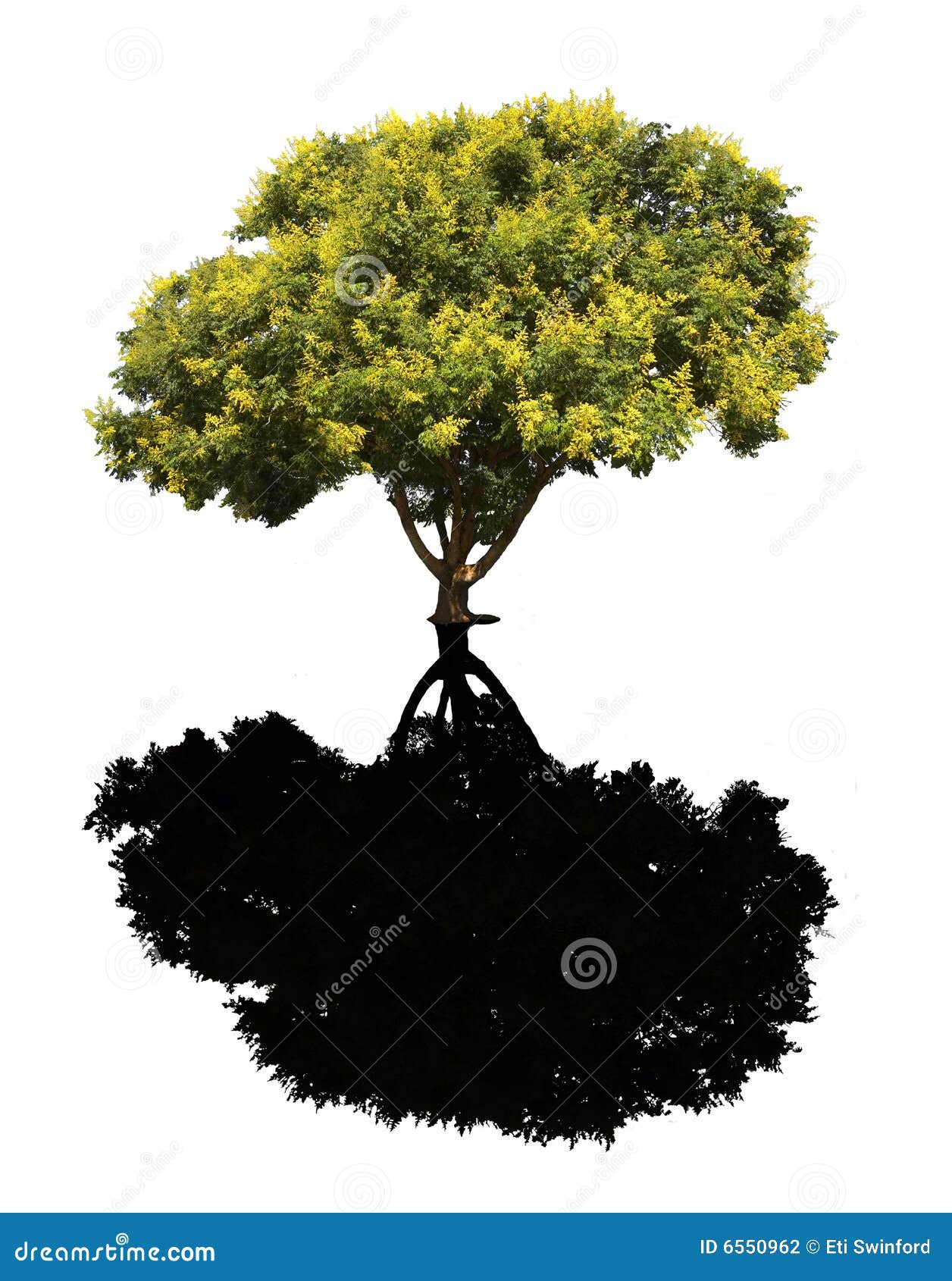 Rain Tree (Samanea Saman) Royalty-Free Stock Photography ...