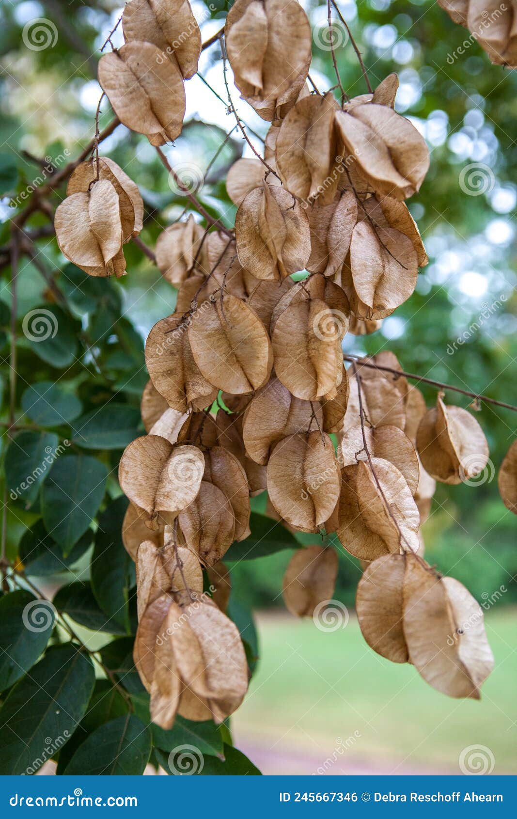 Golden Rain Tree Seeds stock photo. Image of flower - 245667346