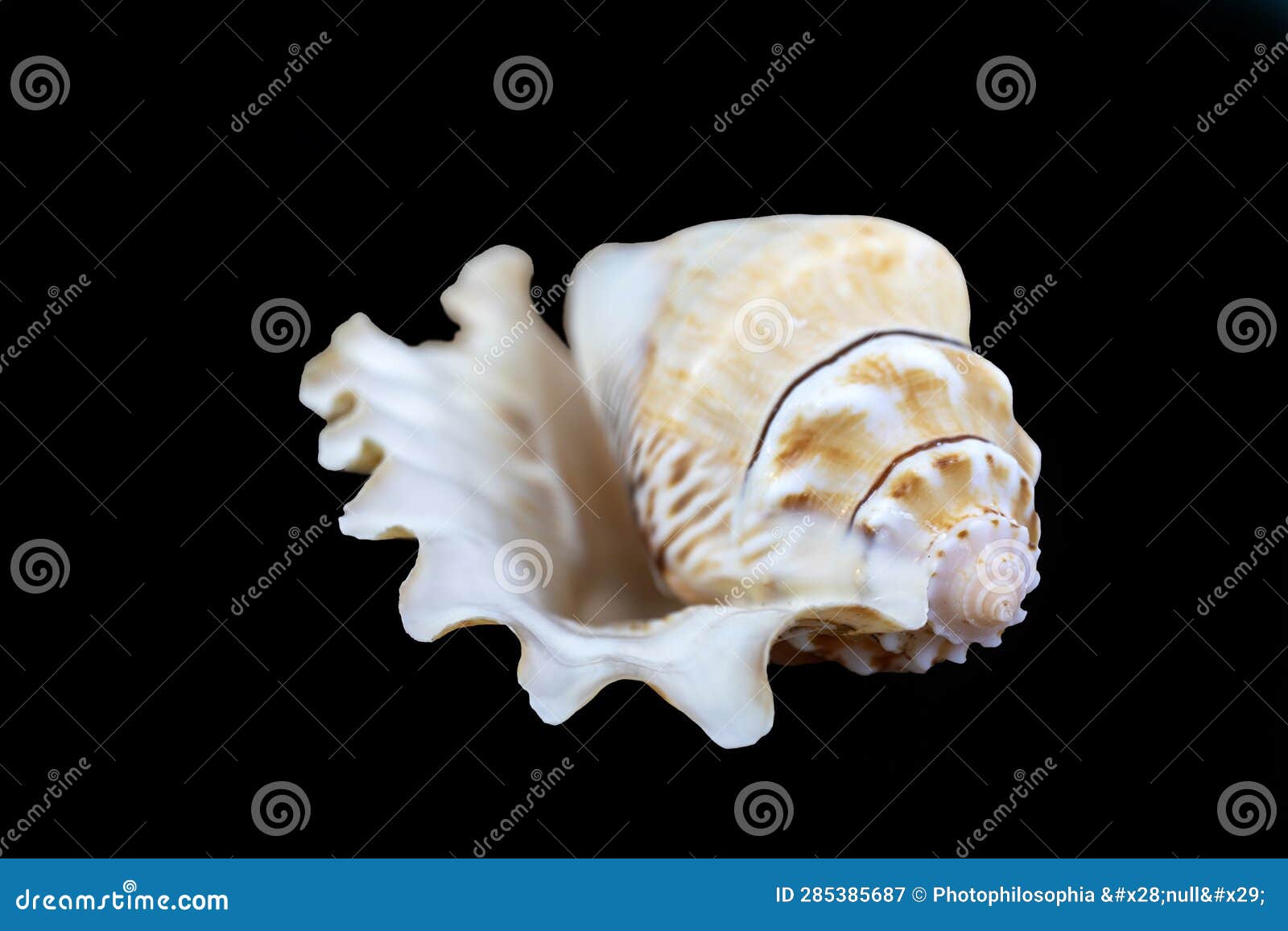 Golden Ratio Artistic Design in Seashells, Close-up. Macro. Stock Image ...