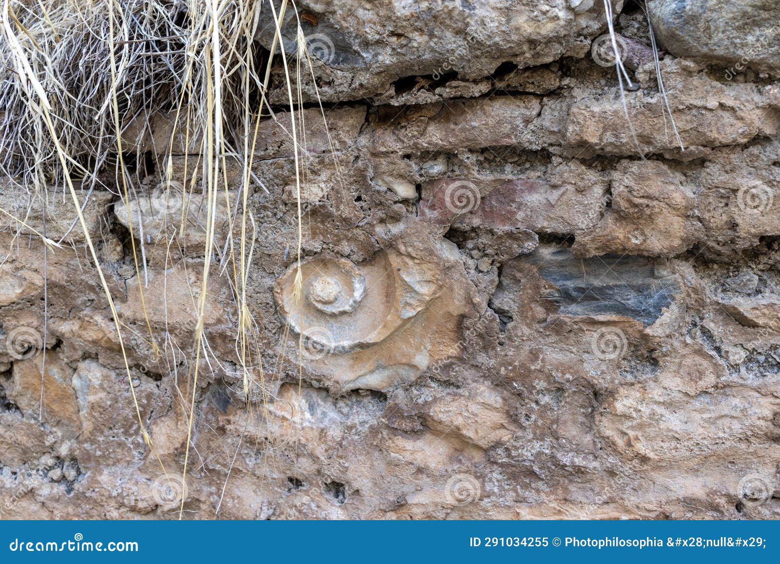 Golden Ratio Seashell, Fossil on the Wall. Stock Image - Image of ...