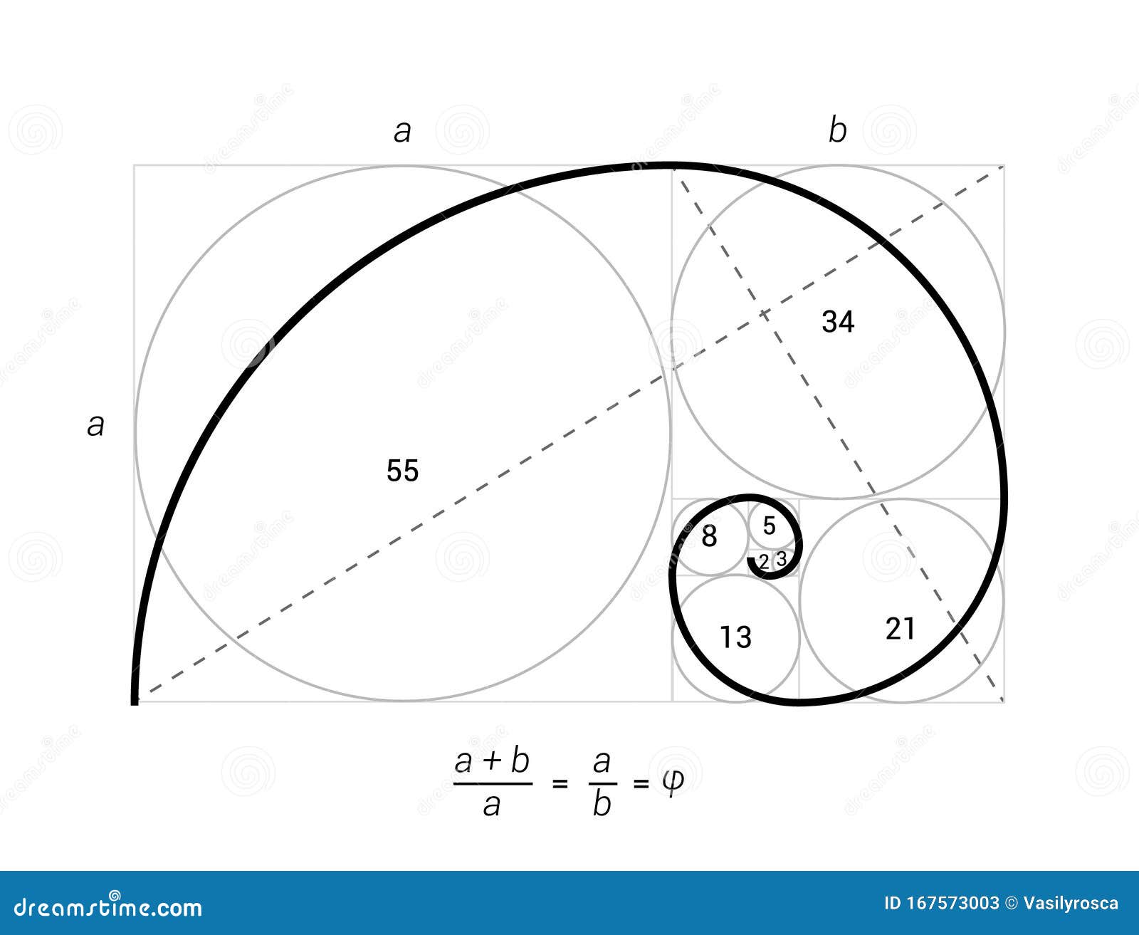 Golden Ratio Vector Proportion Spiral Section. Fibonacci Golden Ratio ... Golden Ratio Vector Proportion Spiral Section. Fibonacci Golden Ratio ...