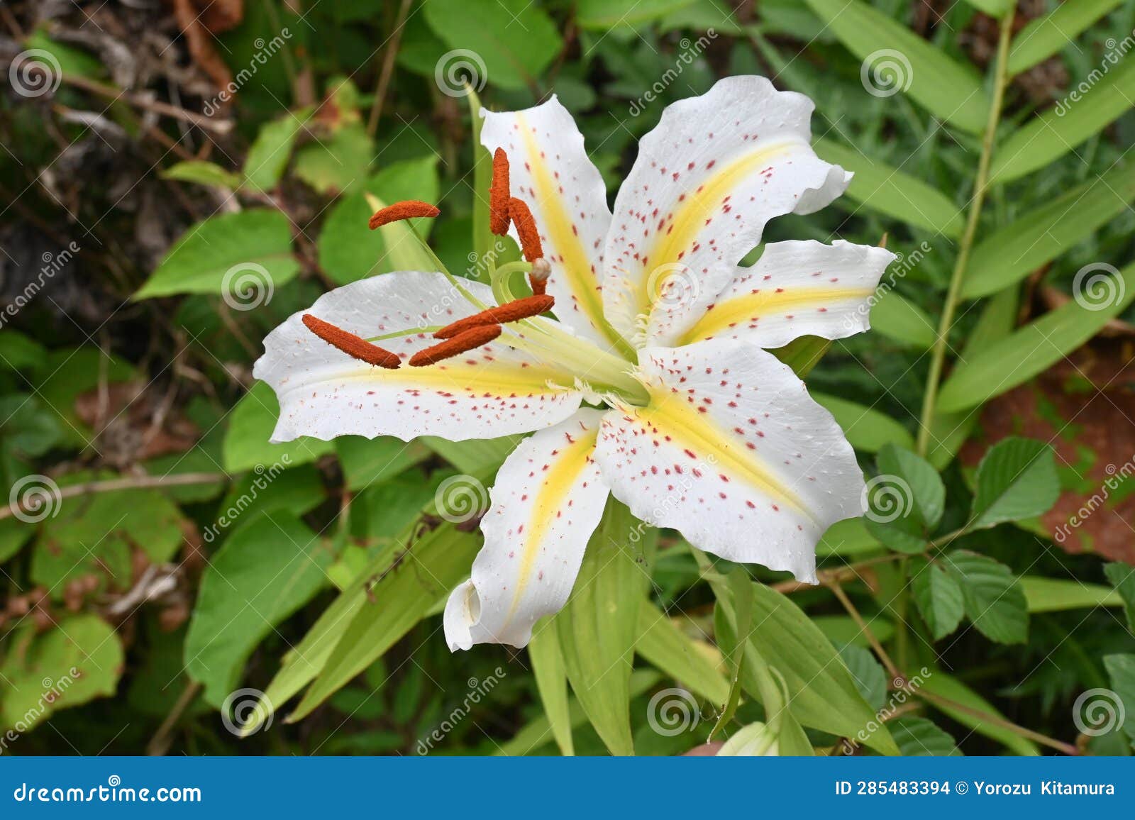 Golden-rayed Lily ( Lilium Auratum ) Flowers. Stock Photo - Image of ...