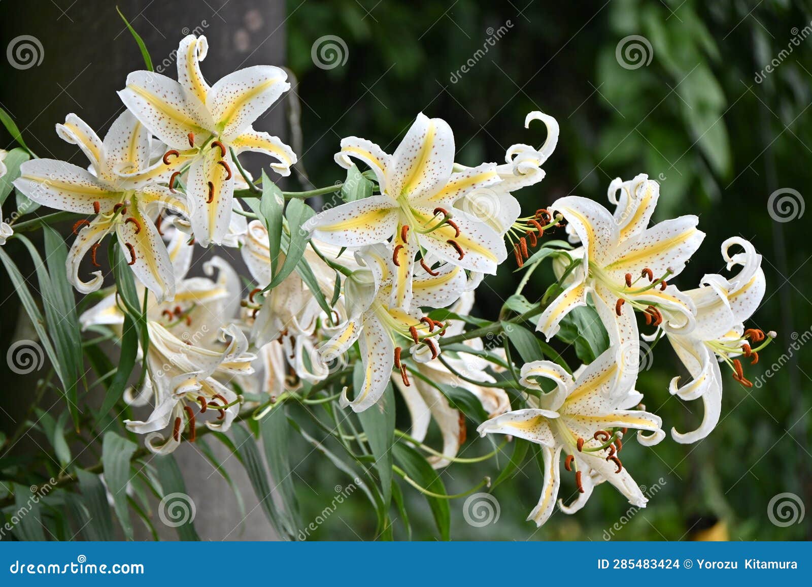 Golden-rayed Lily ( Lilium Auratum ) Flowers. Stock Photo - Image of ...