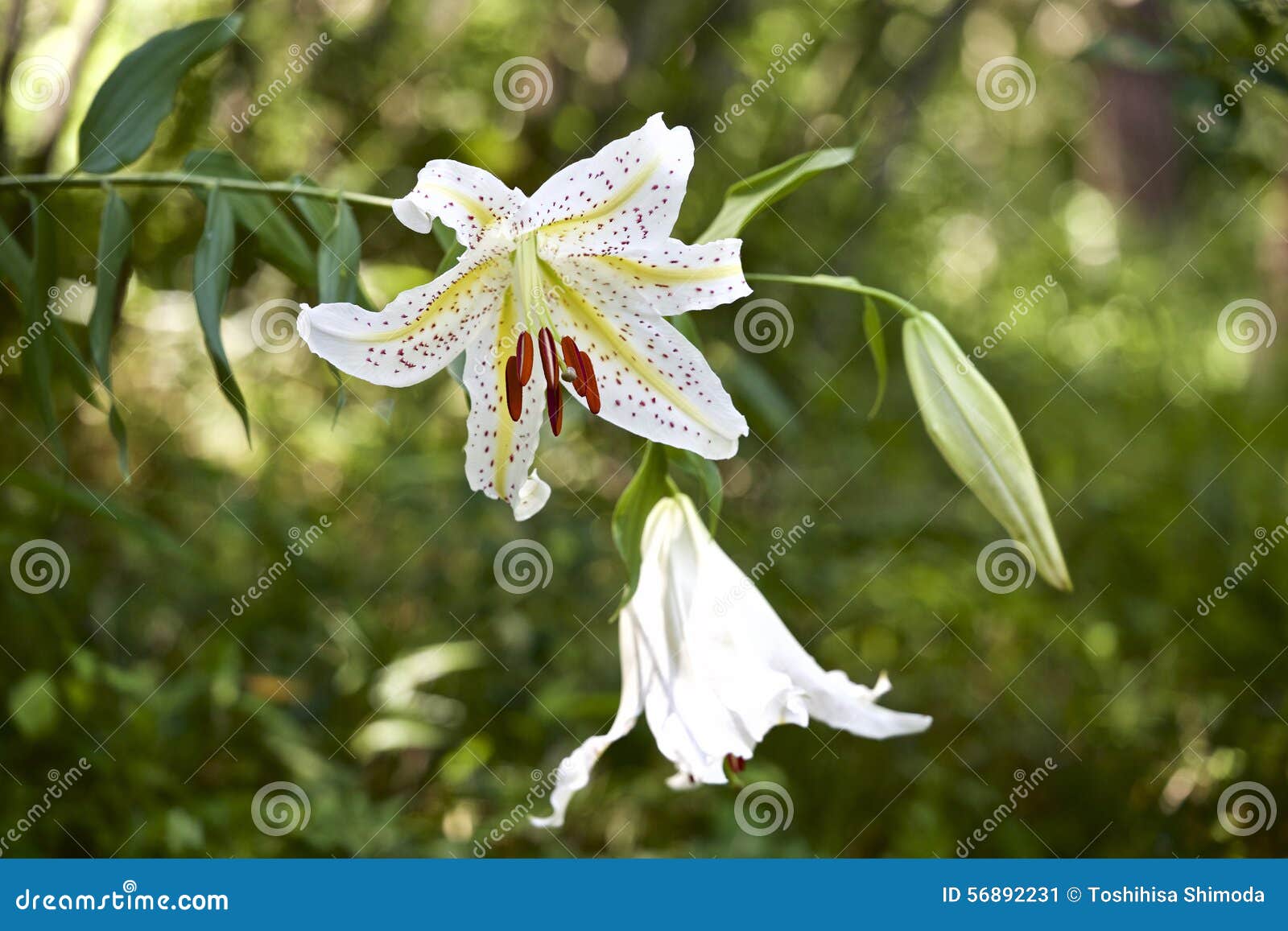Golden rayed lily stock image. Image of frame, clean - 56892231