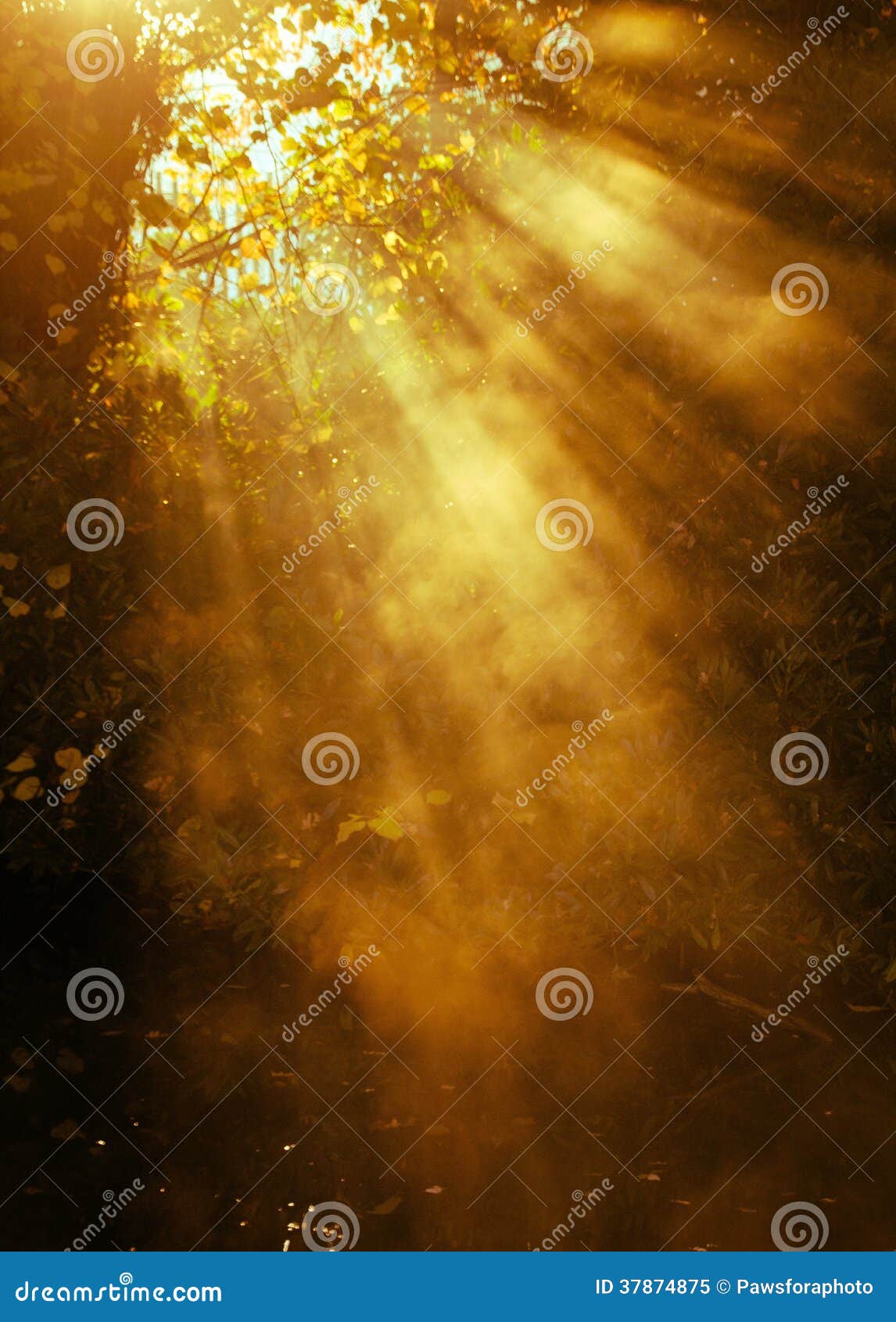 Golden Rays stock image. Image of morning, mist, yellow - 37874875