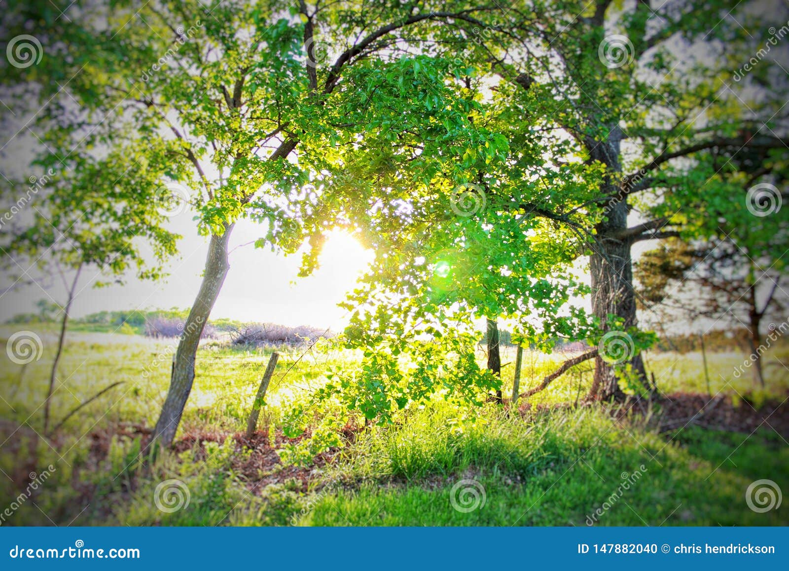 Golden Rays of Sunshine stock photo. Image of rays, golden - 147882040