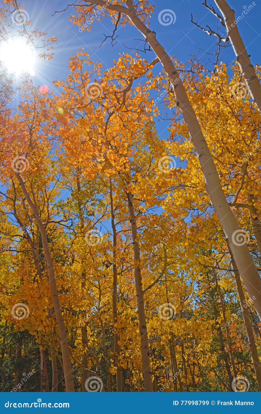Golden Red Aspen Leaves Illuminated by the Fall Sun Stock Image - Image ...