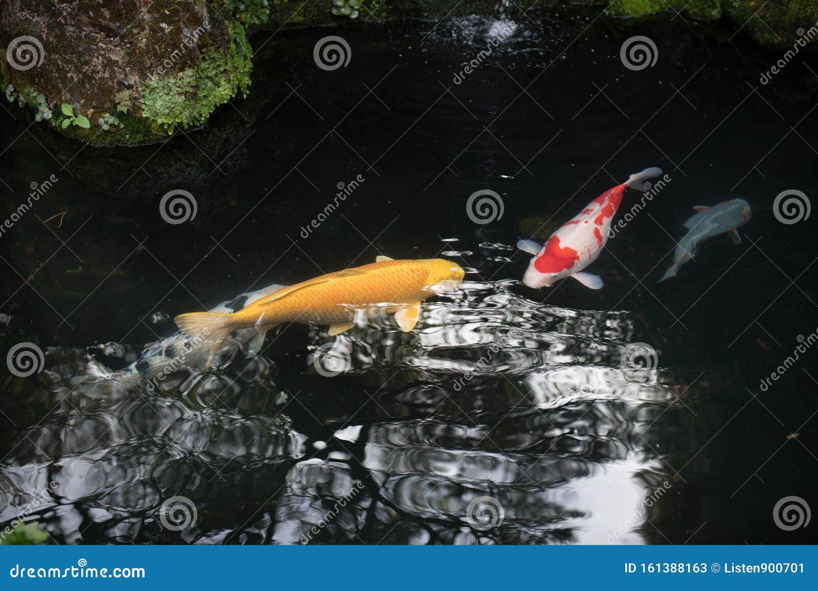 Golden and Red Carp Fish in Water Stock Image - Image of variegated ...