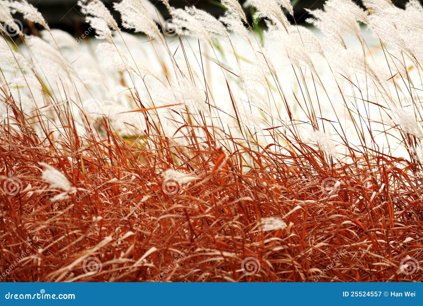 Golden reed stock image. Image of gold, environment, bush - 25524557