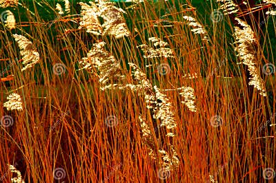 Golden Reed stock photo. Image of gold, light, reed, grass - 76554