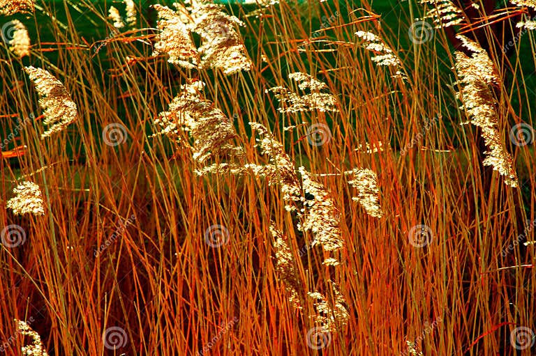 Golden Reed stock photo. Image of gold, light, reed, grass - 76554