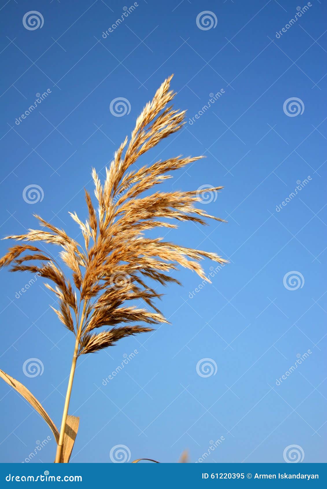 Golden reed on blue sky stock image. Image of season - 61220395