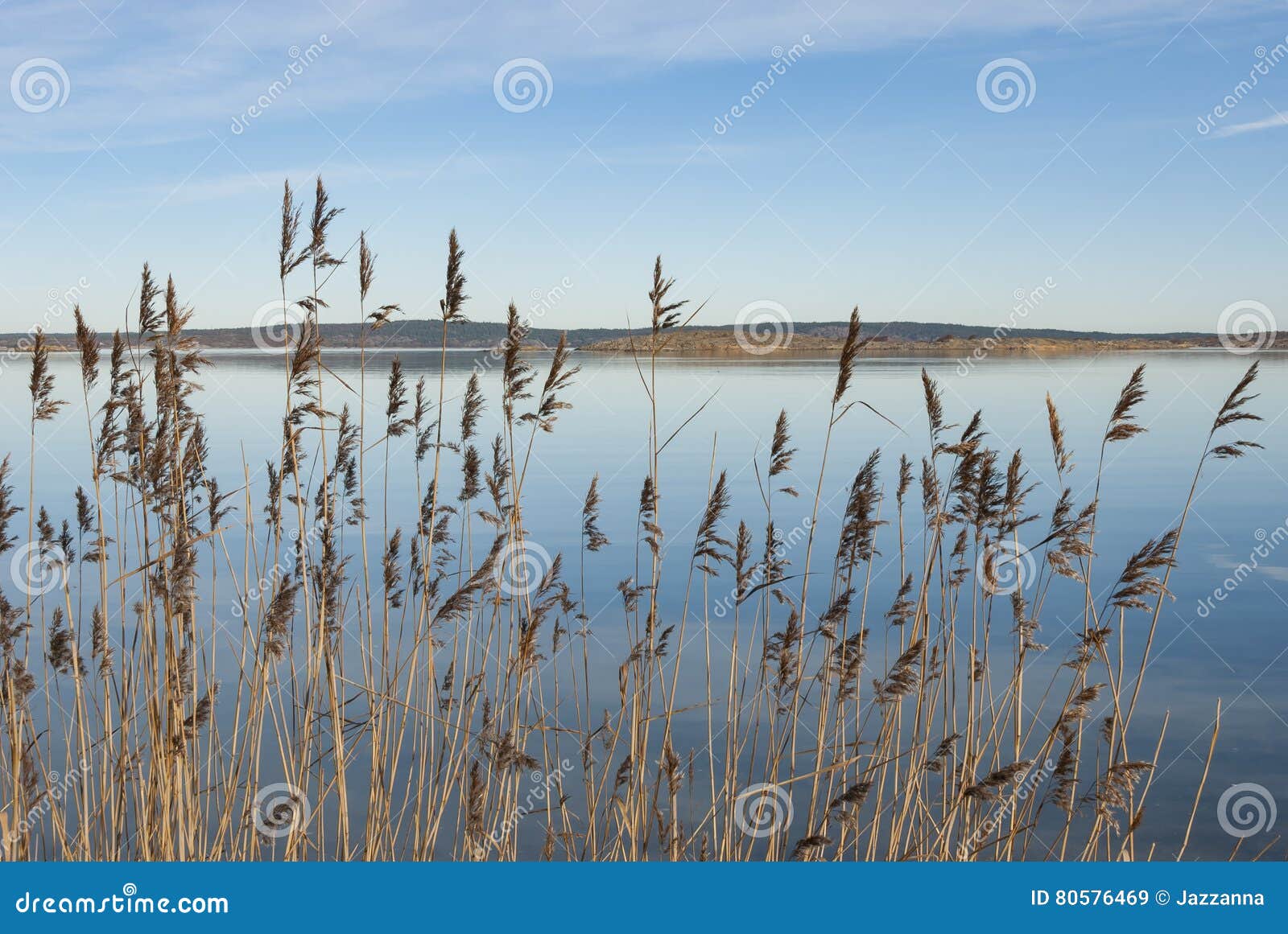 Golden reed in cold autumn stock image. Image of autumn - 80576469