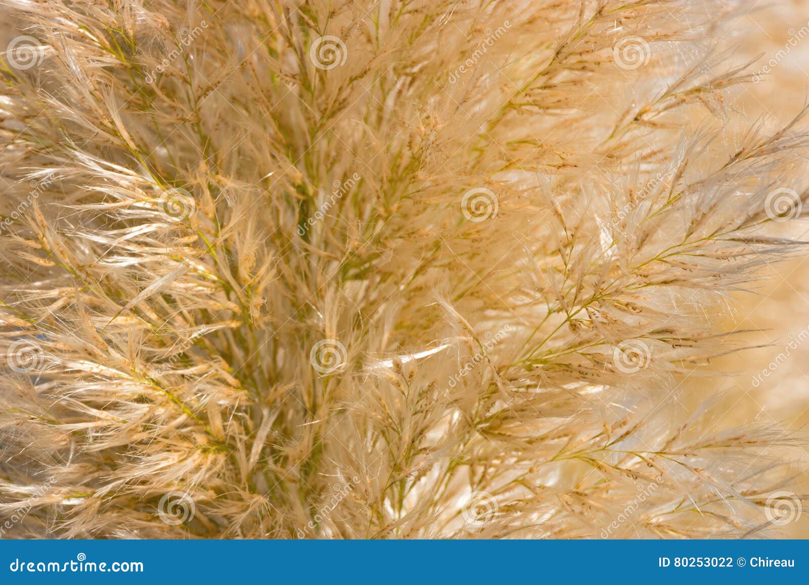Golden Reed or Long Eared Grass Texture Stock Photo - Image of ikebana ...