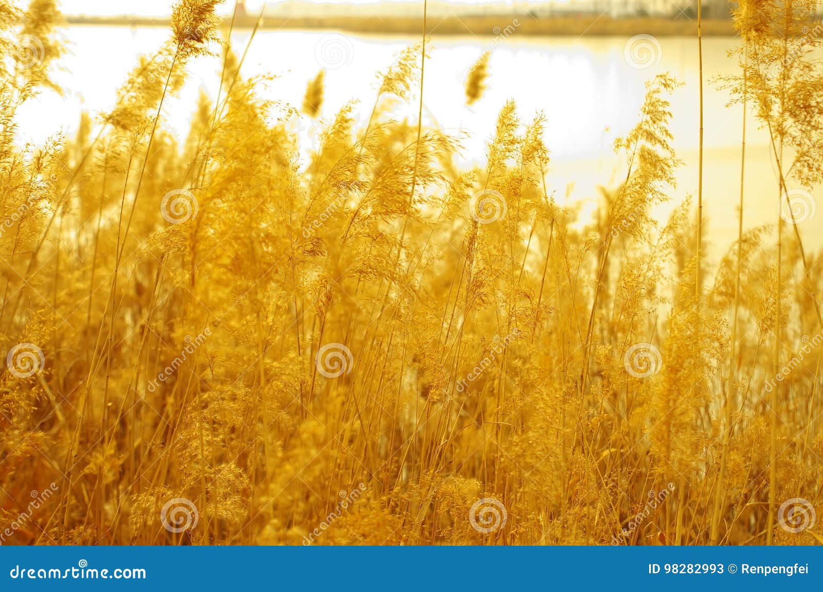 Golden Reed stock image. Image of blowing, view, water - 98282993