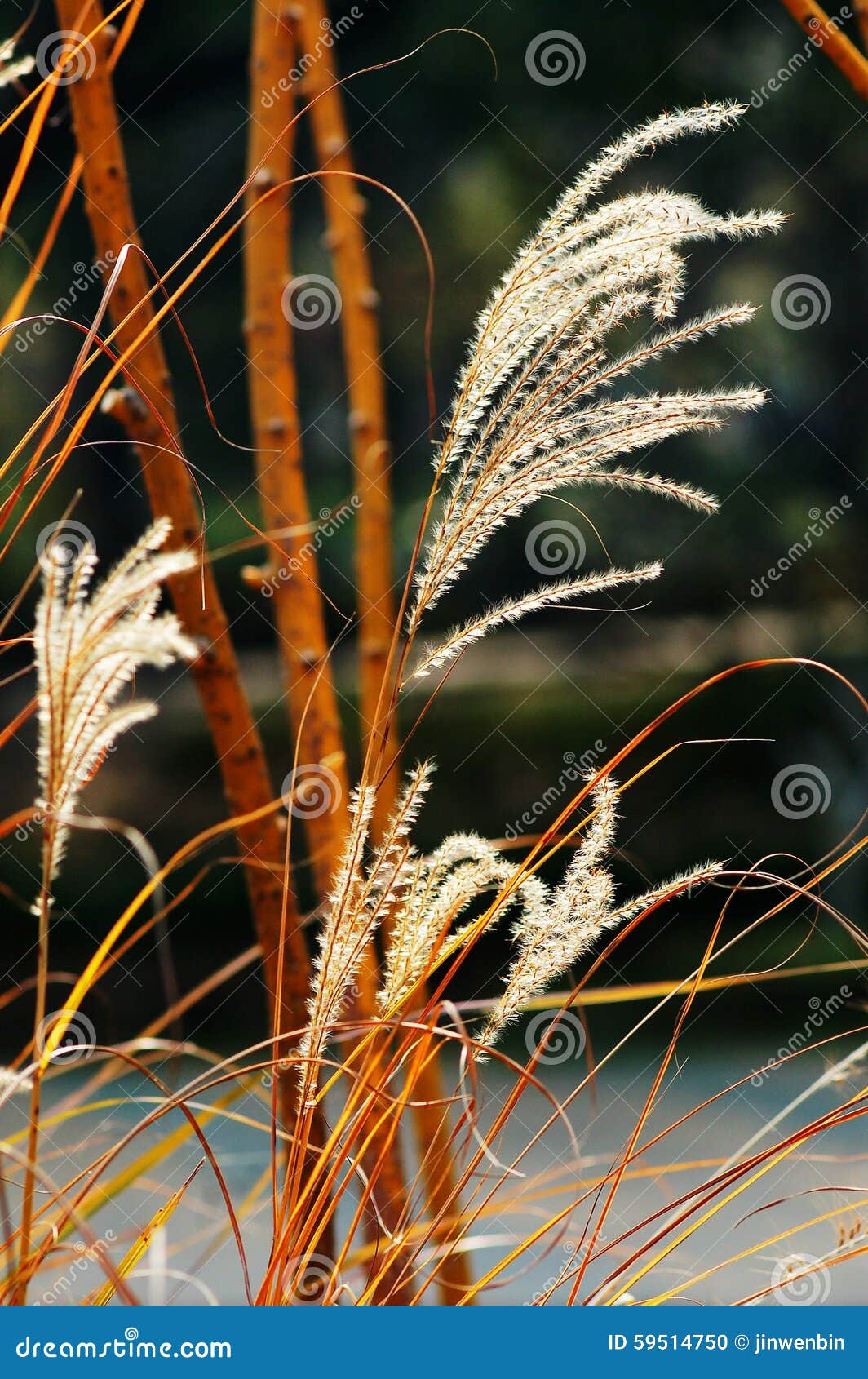 Golden reeds in autumn stock photo. Image of garden, seasonal - 59514750