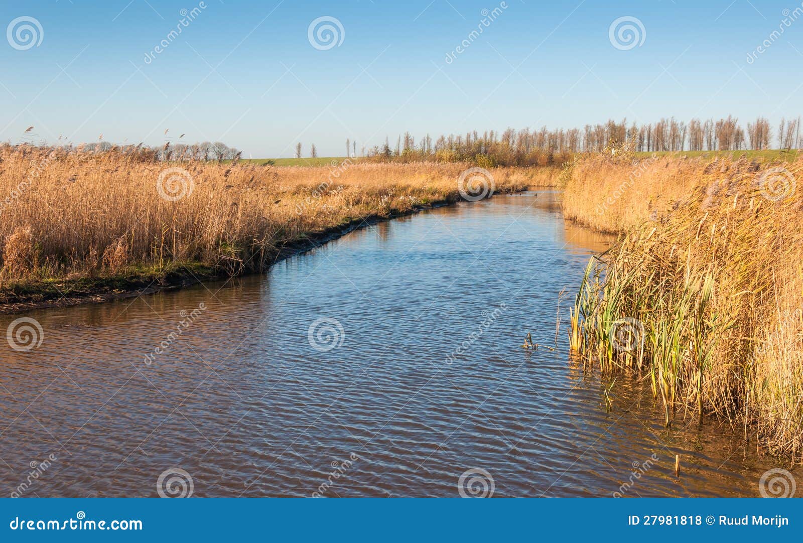 Golden Reeds on the Banks of a Ditch in the Fall Stock Photo - Image of ...