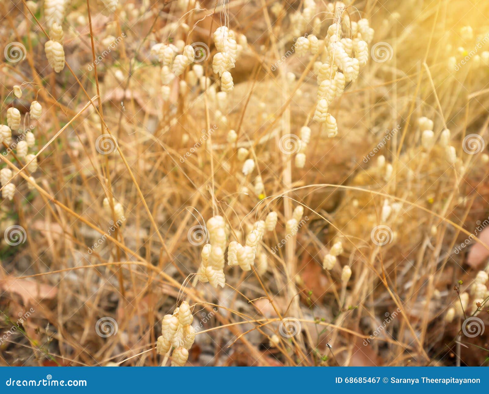 Golden reeds stock image. Image of bright, grass, plant - 68685467
