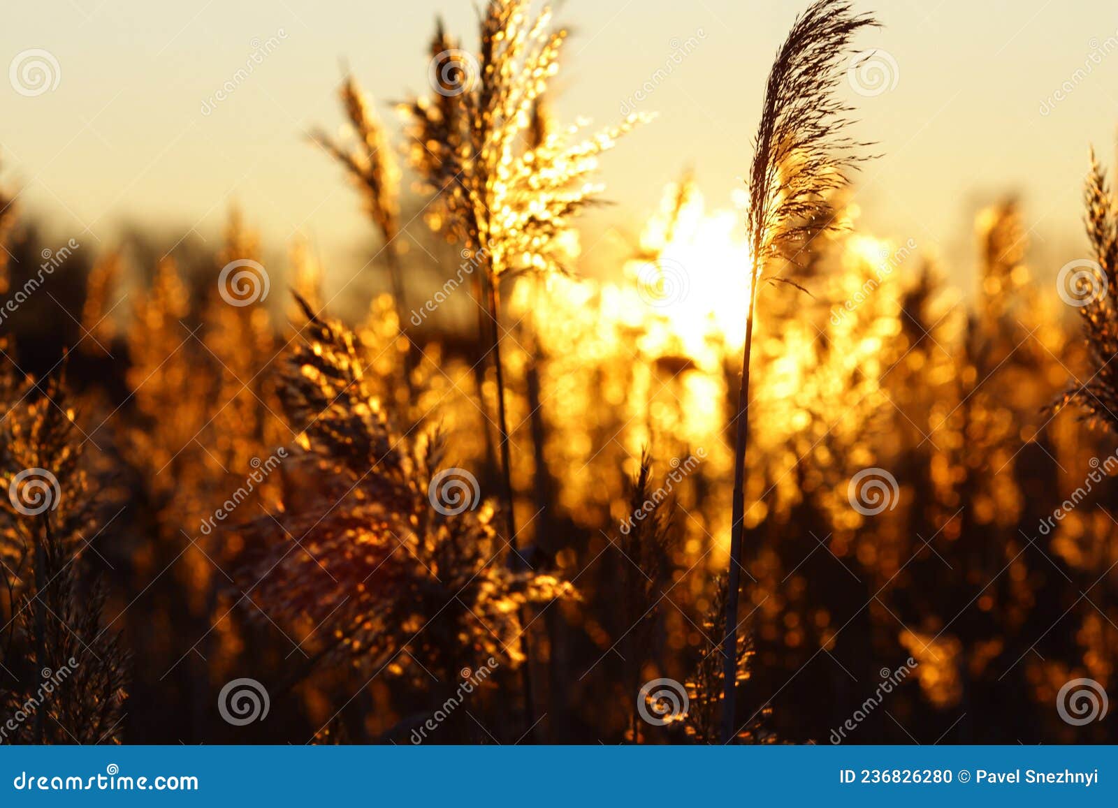 Golden Reeds in Sun Rays at Sunset Stock Photo - Image of yellow ...