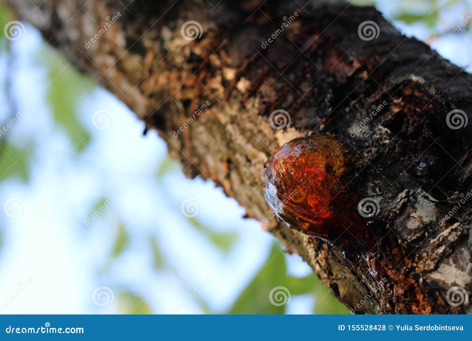 Golden Resin on the Cherry Tree Branch Stock Photo - Image of fall ...