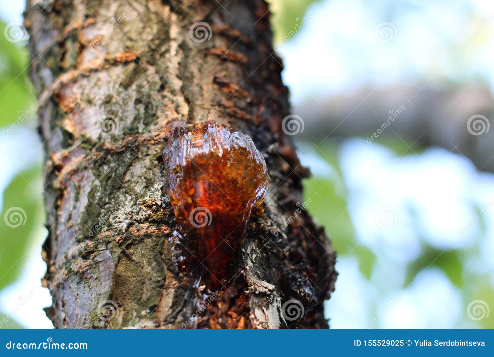 Golden Resin on the Cherry Tree Branch Stock Image - Image of closeup ...