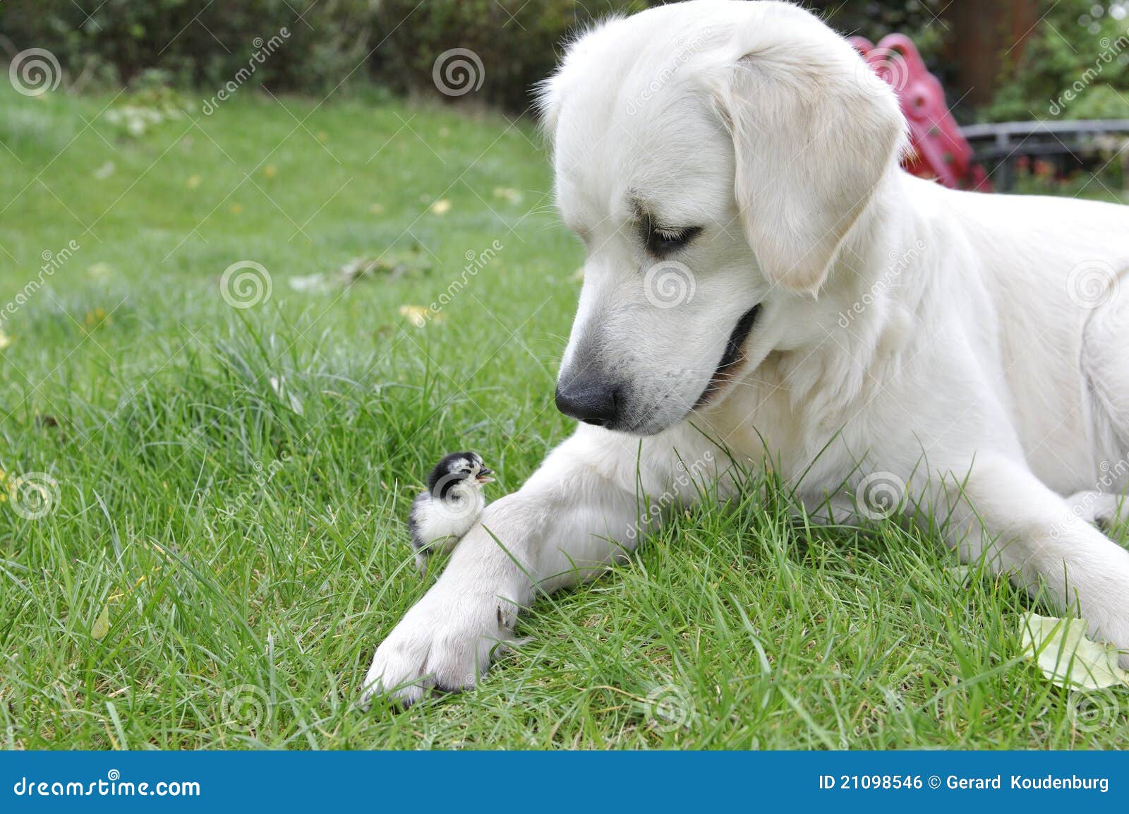 Are Golden Retrievers Good With Chickens