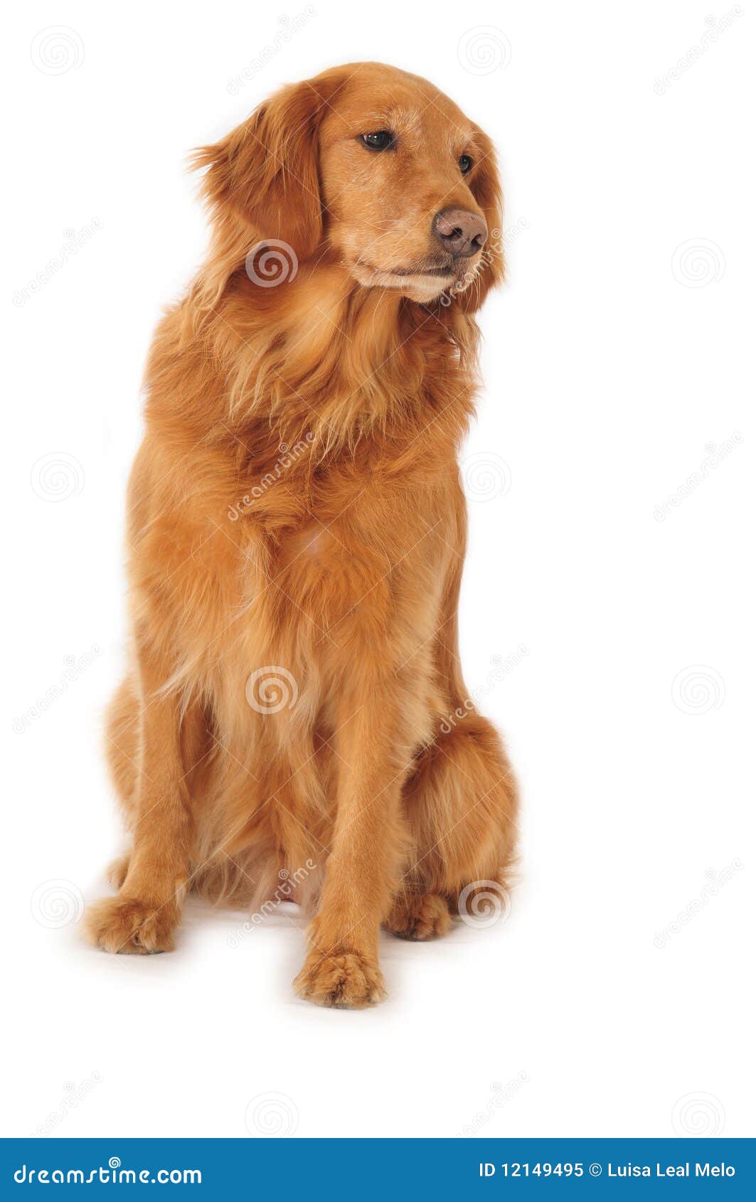 Golden retriever stock image. Image of canine, portrait - 12149495