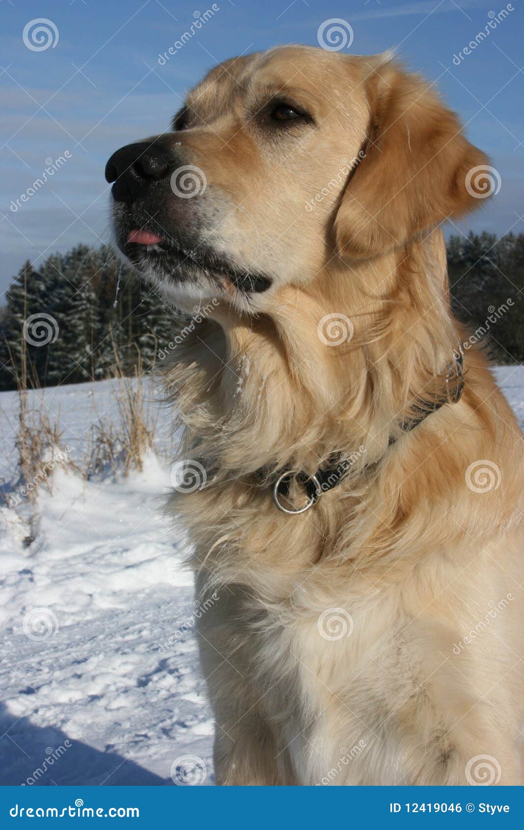 Golden Retriever stock photo. Image of haired, long, white - 12419046