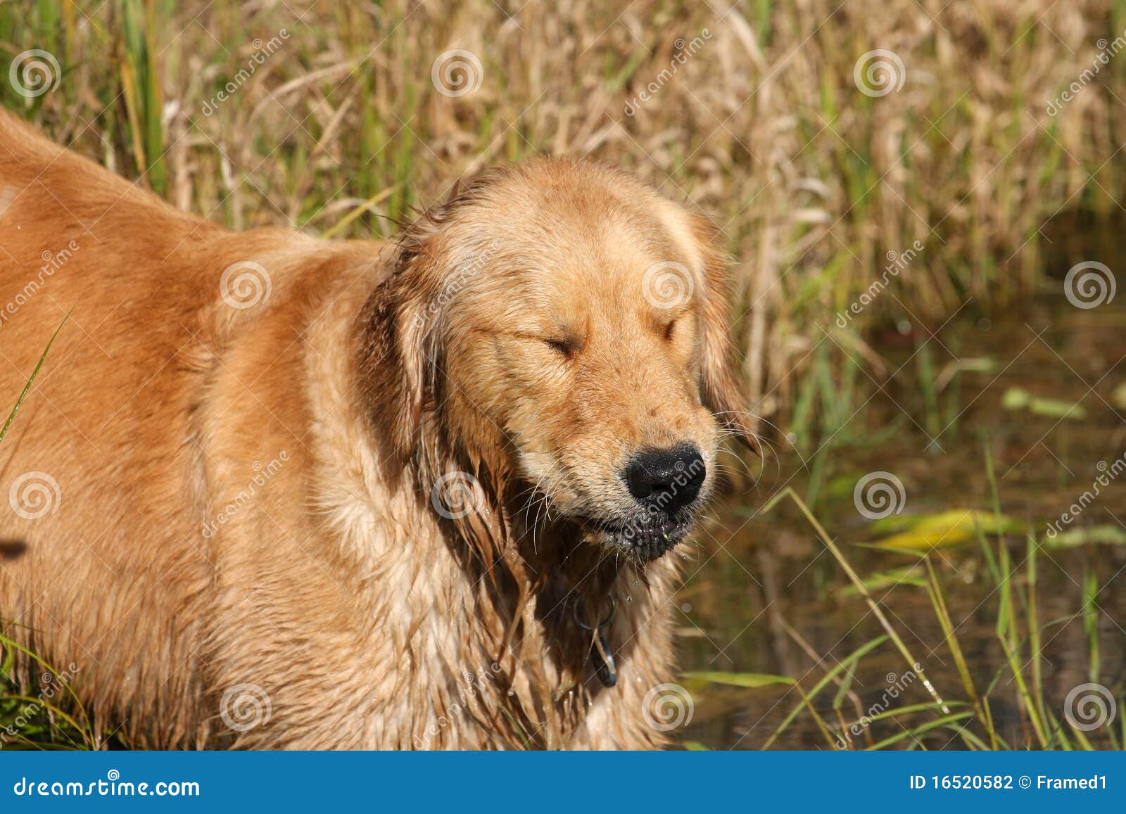 5,731 Golden Retriever Eyes Stock Photos - Free & Royalty-Free Stock ...