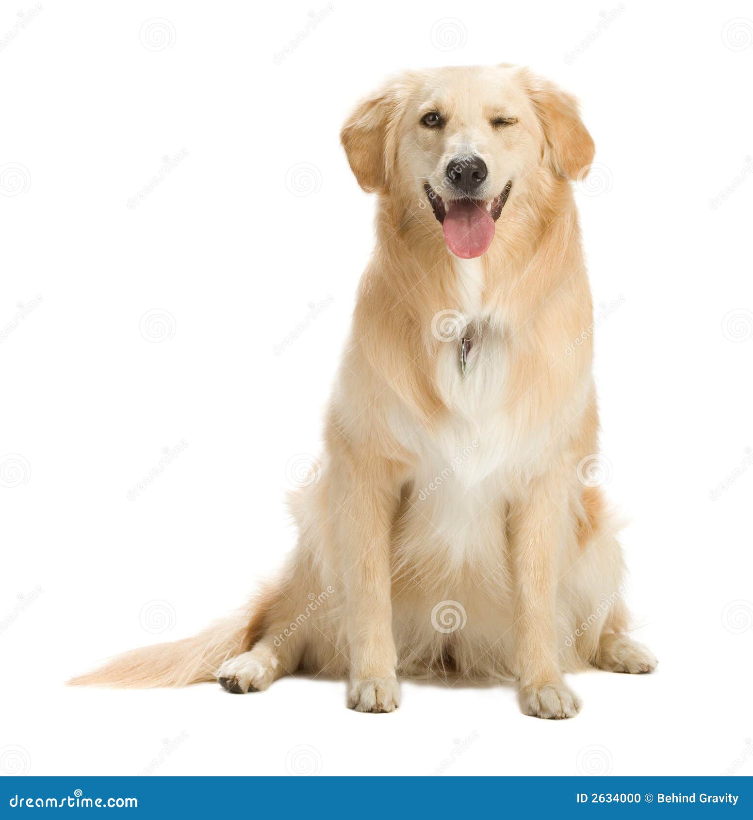 Golden retriever stock photo. Image of body, golden, purebred - 2634000