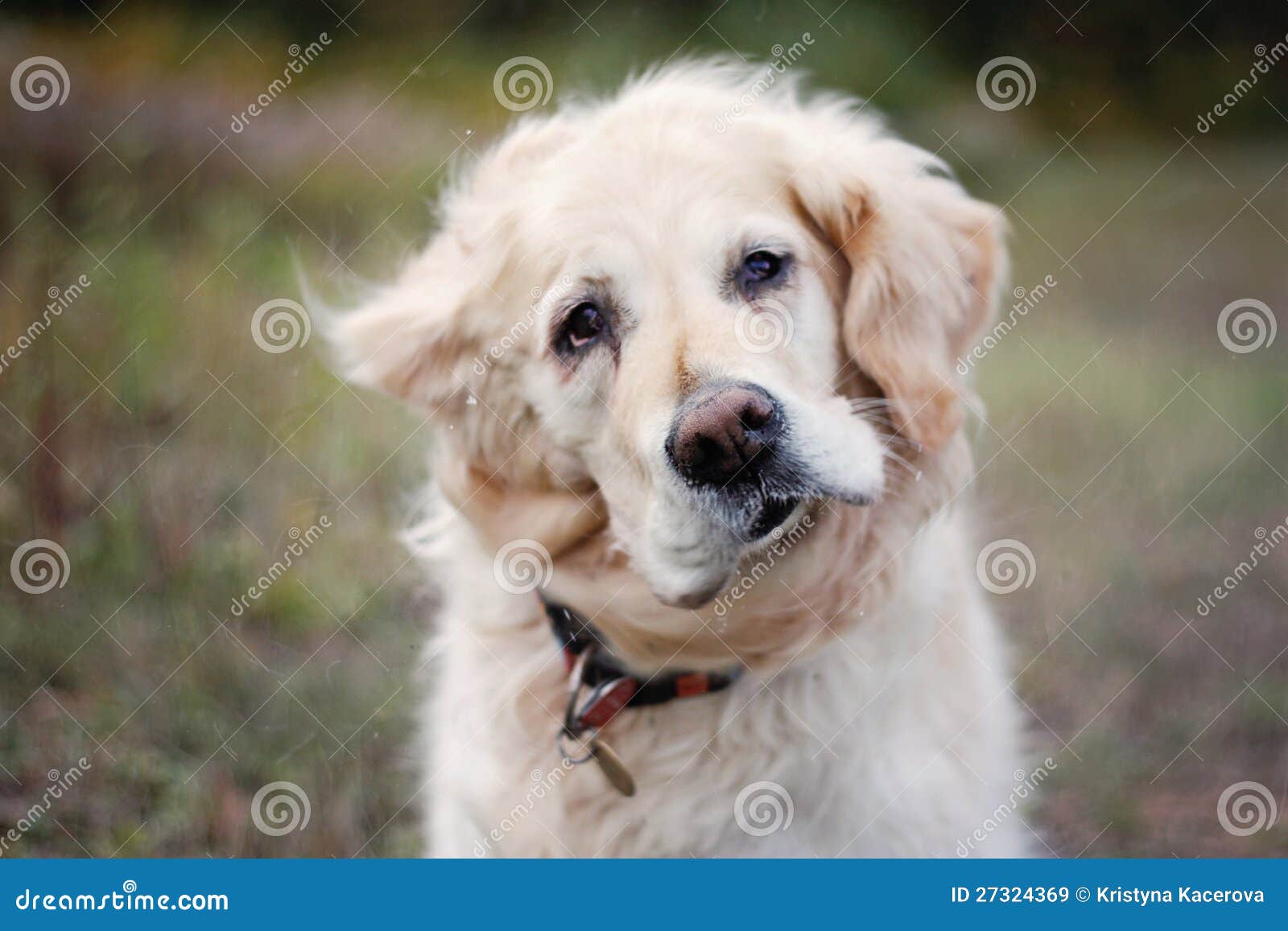 Golden Retriever stock image. Image of behavior, grass - 27324369