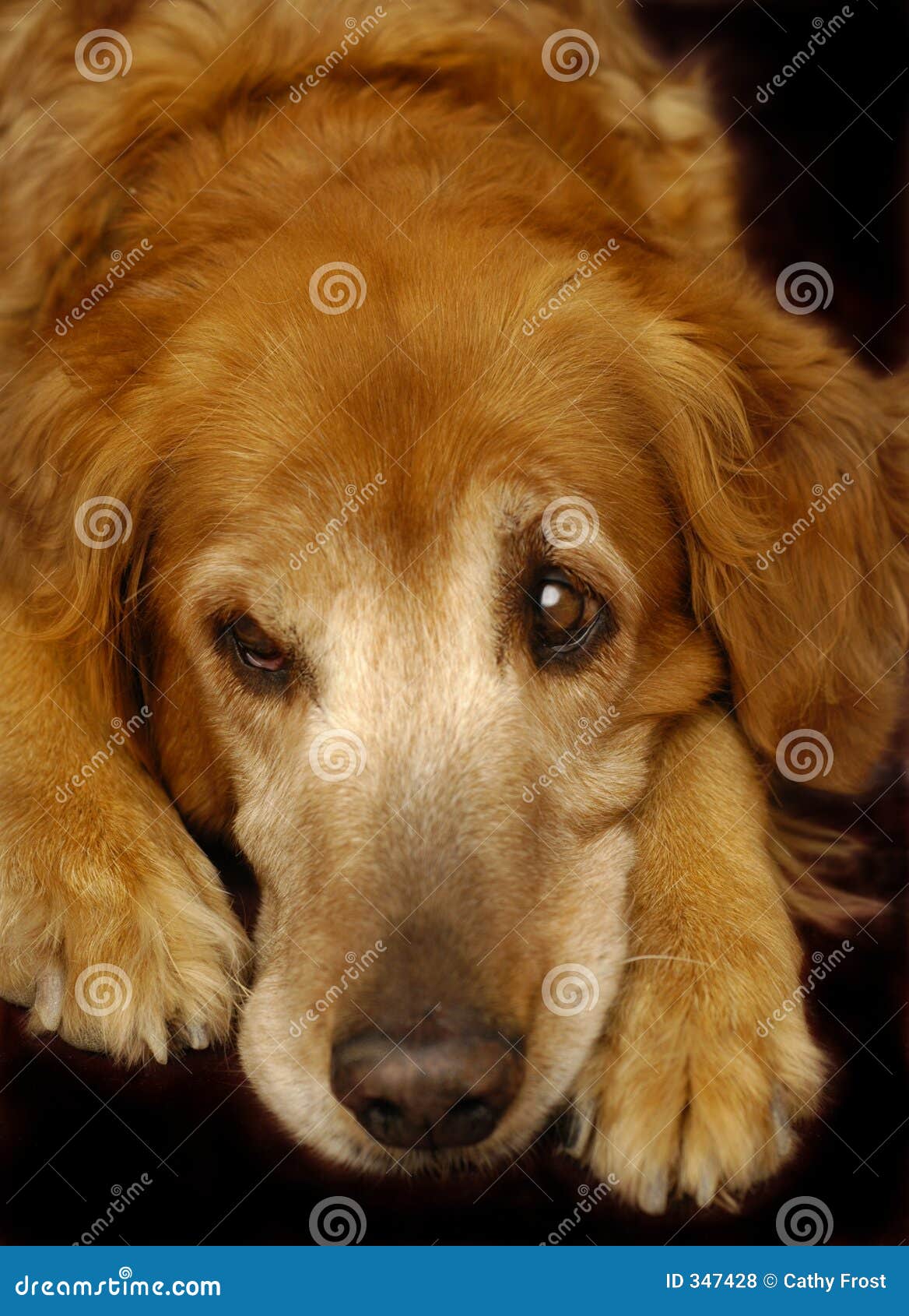 1,623 Tired Golden Retriever Stock Photos - Free & Royalty-Free Stock ...