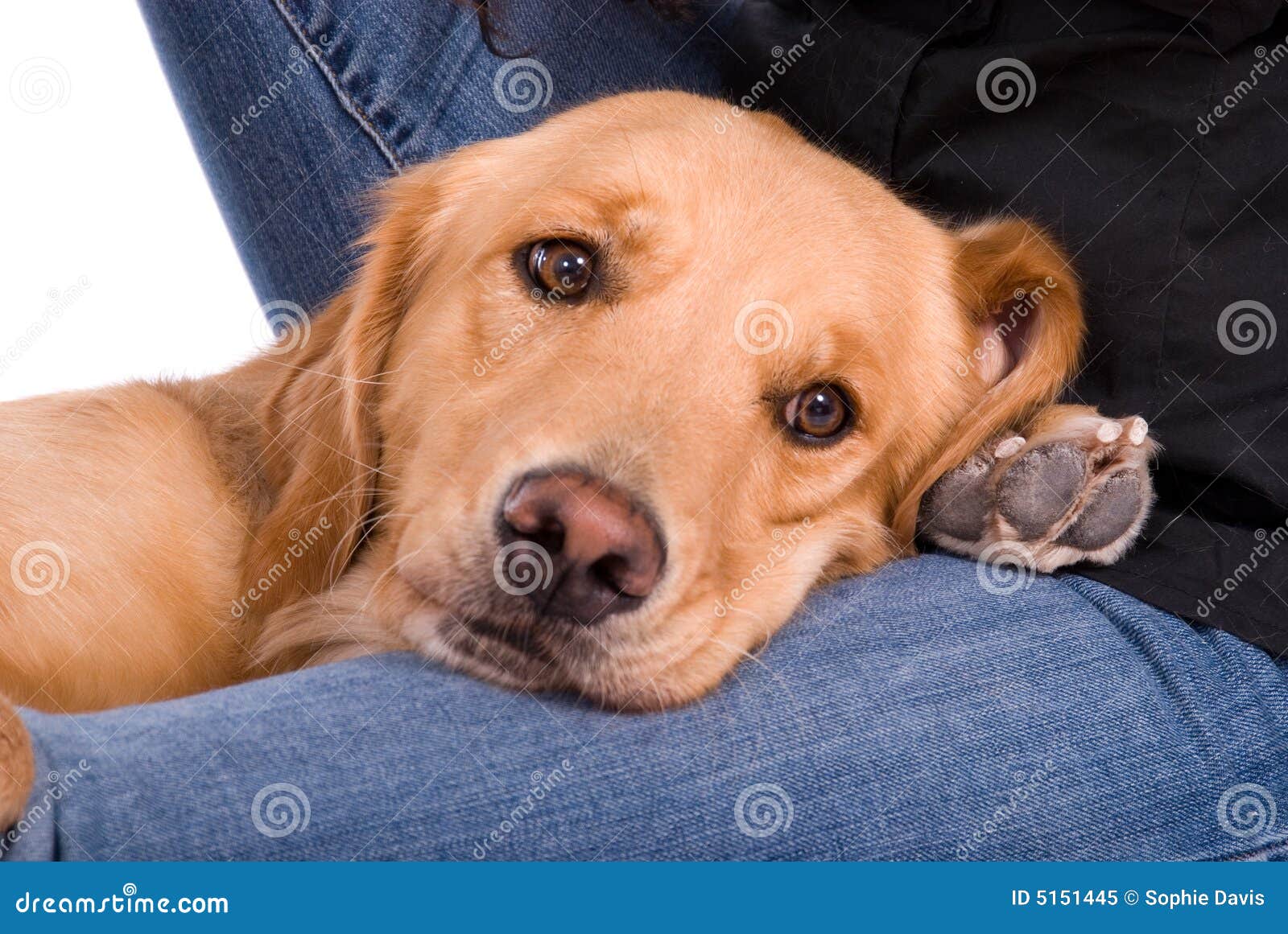 Are Golden Retrievers Lap Dogs