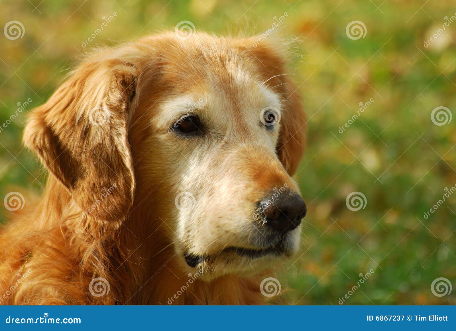 Golden Retriever stock image. Image of face, close, purebred - 6867237