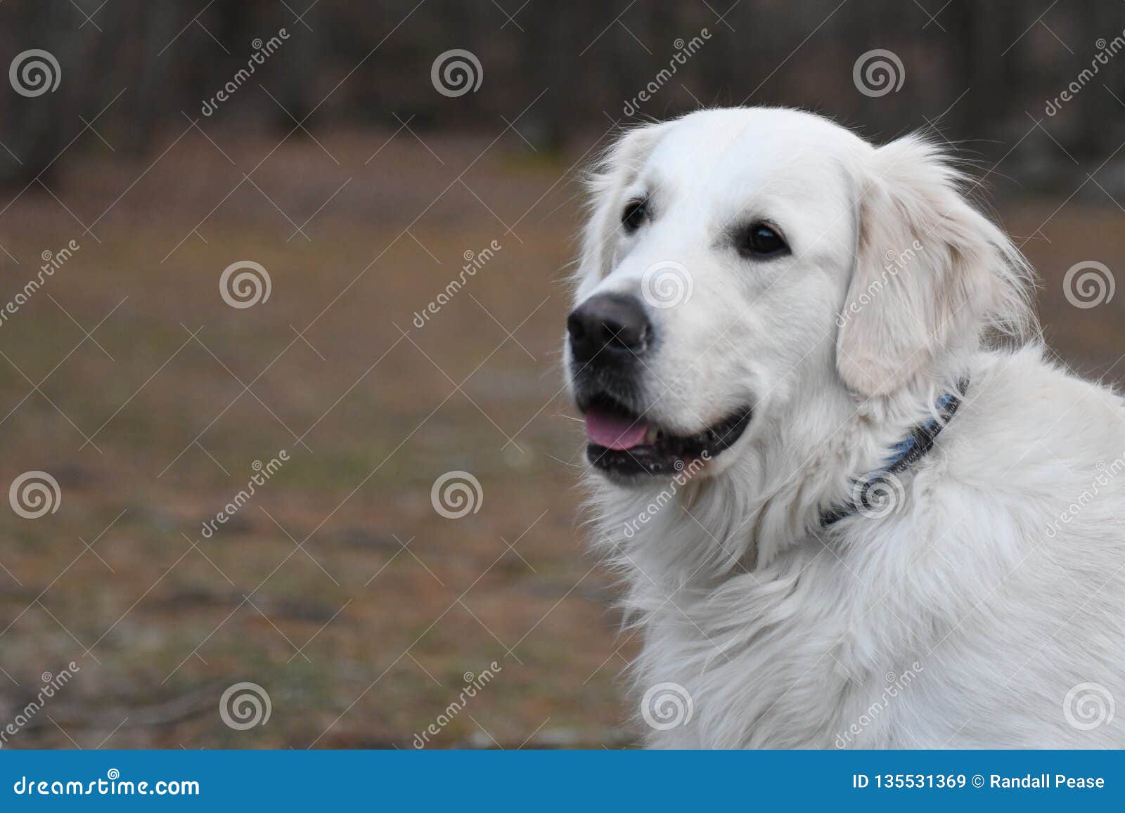 Golden retriever branco imagem de stock. Imagem de recuperador - 135531369
