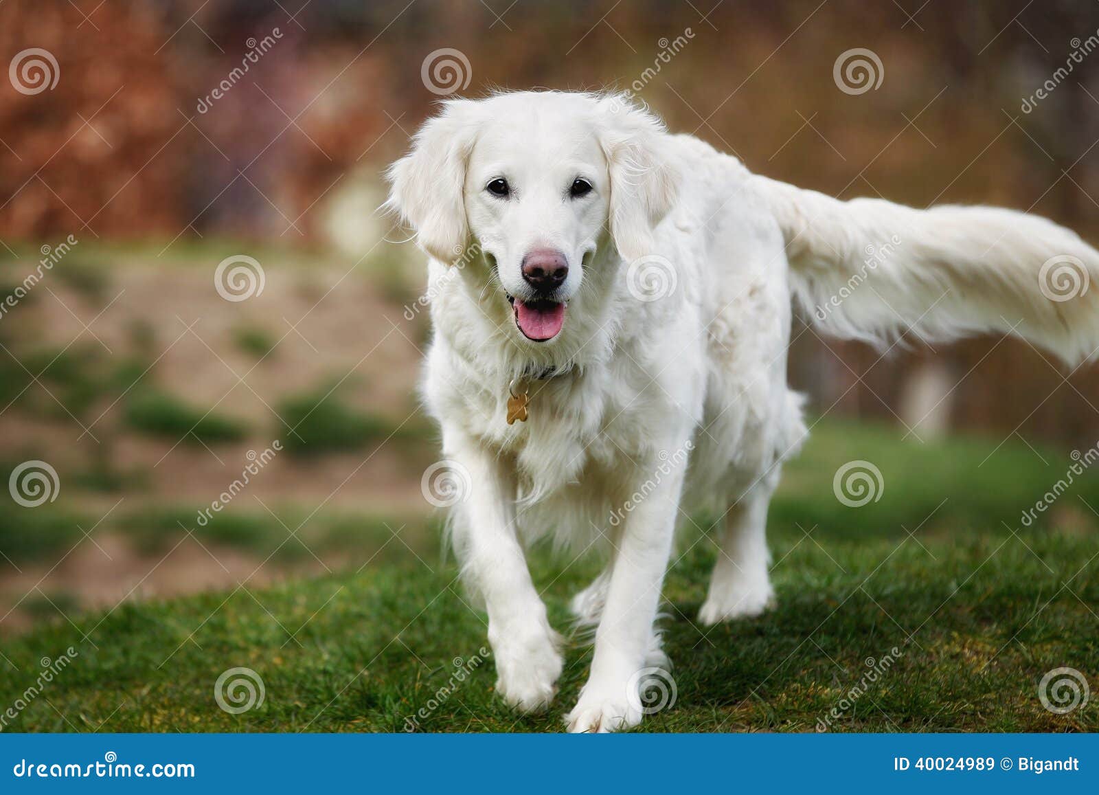 Golden retriever branco imagem de stock. Imagem de ativo - 40024989