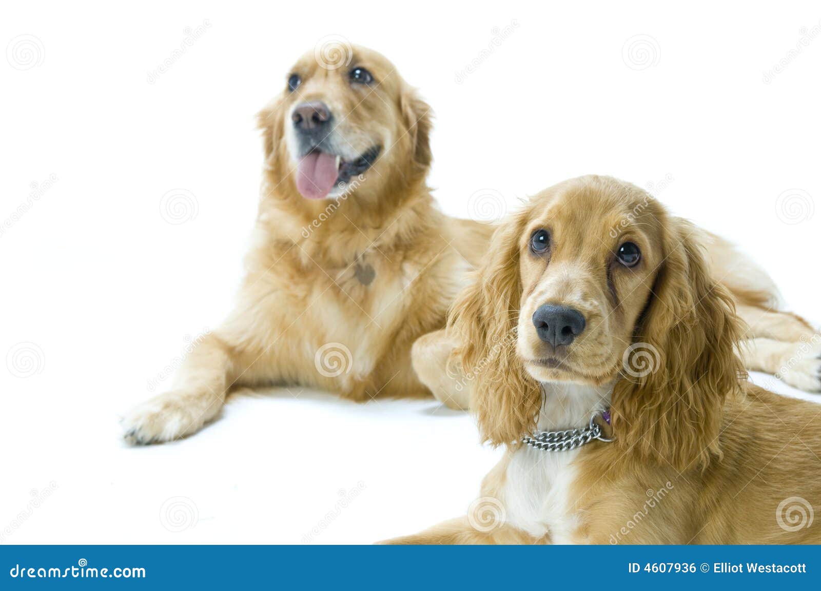 Golden Retriever and Cocker Spaniel Together Stock Photo - Image of ...
